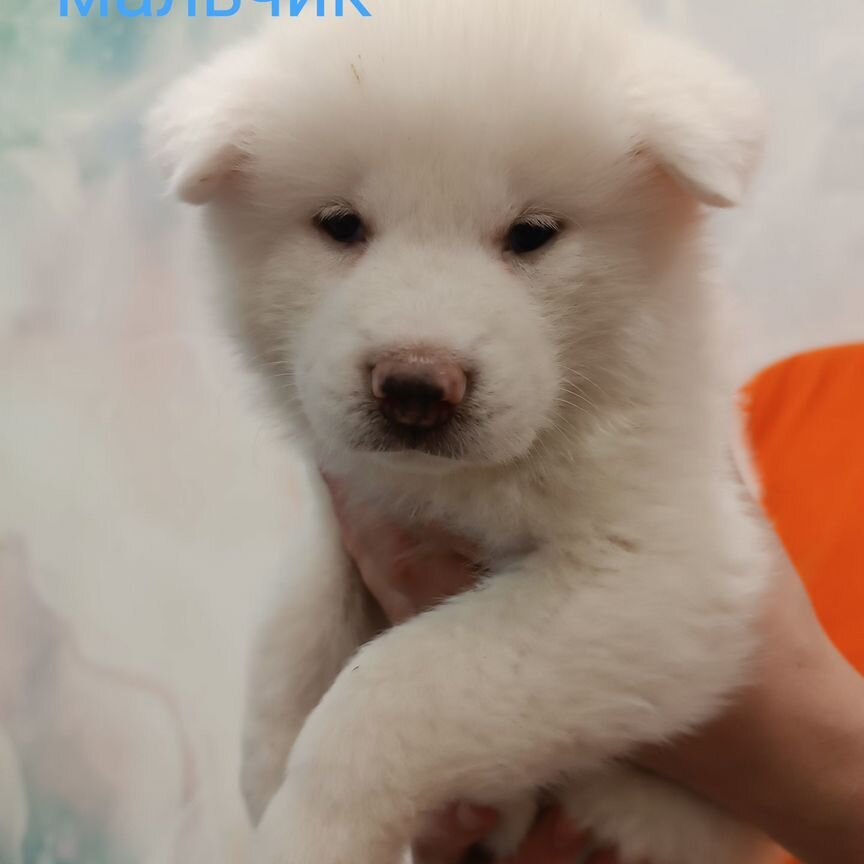 Щенки акита ину