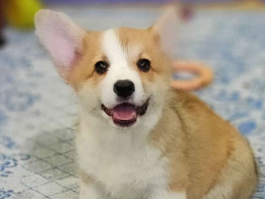 Вельш корги пемброк милашки