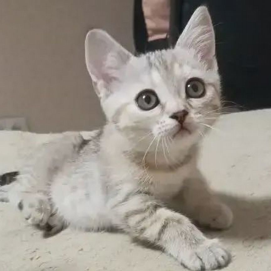 Котёнок от частного владельца