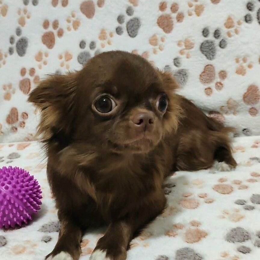 Куколки шоколадные