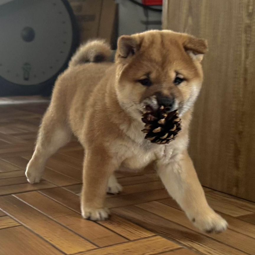 Щенки сиба ину