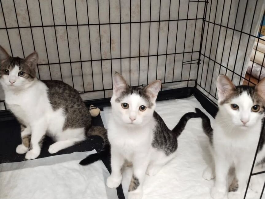 Коты тройняшки ищут дом