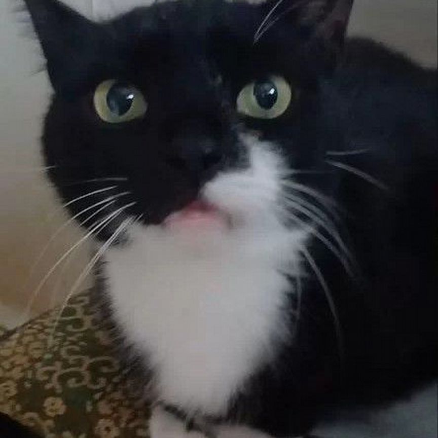 Котик Моржик