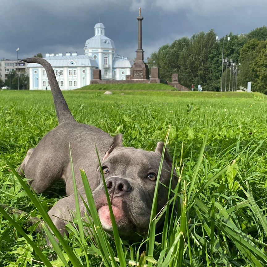 Щенок амбулли