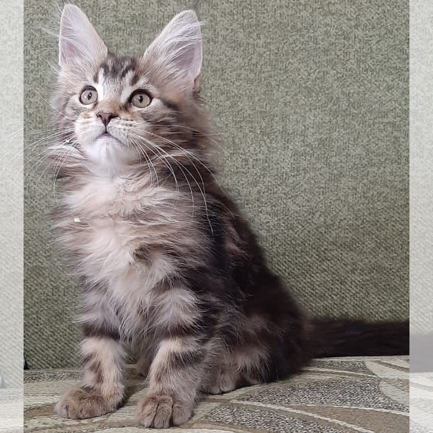 Котята мейн-кун в разведение