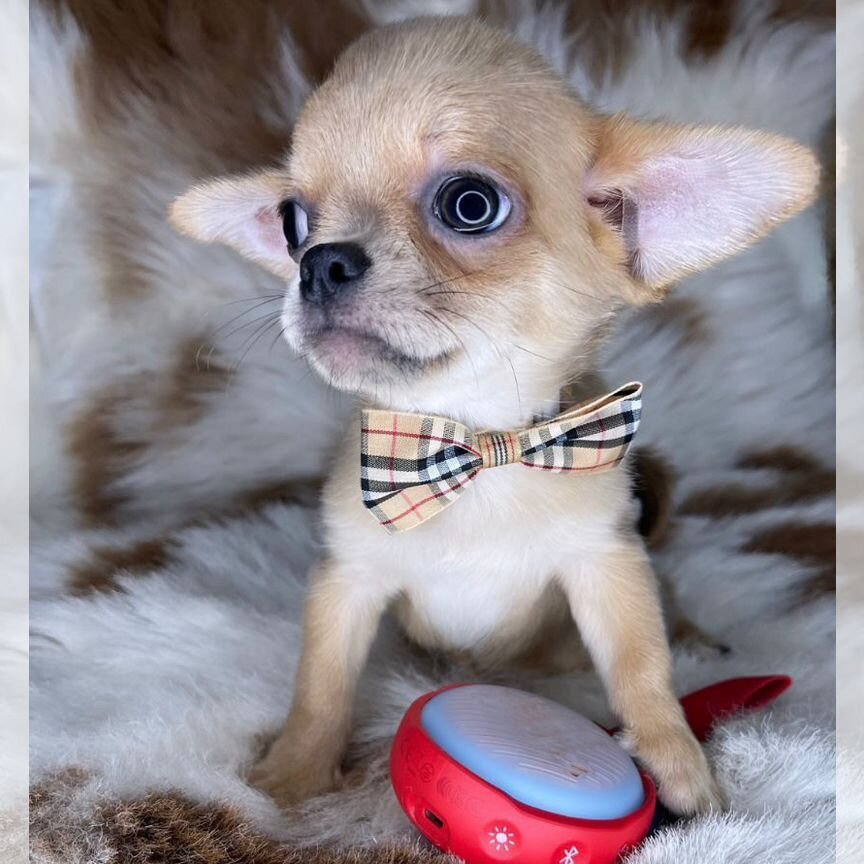 Кукольный Малыш Чихуахуа