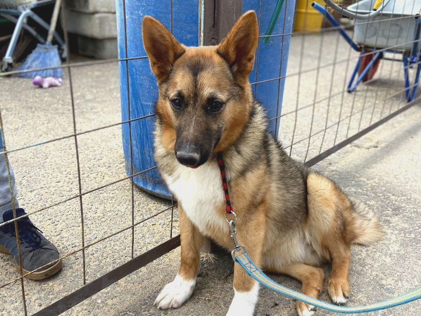 Щенок страдает в приюте