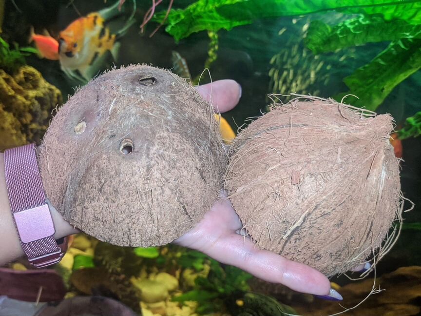 Кокос-укрытие для рыб, грызунов, ящериц, птиц