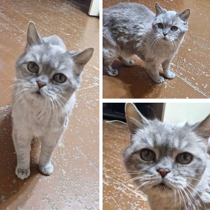 Британский короткошёрстный, взрослый кот