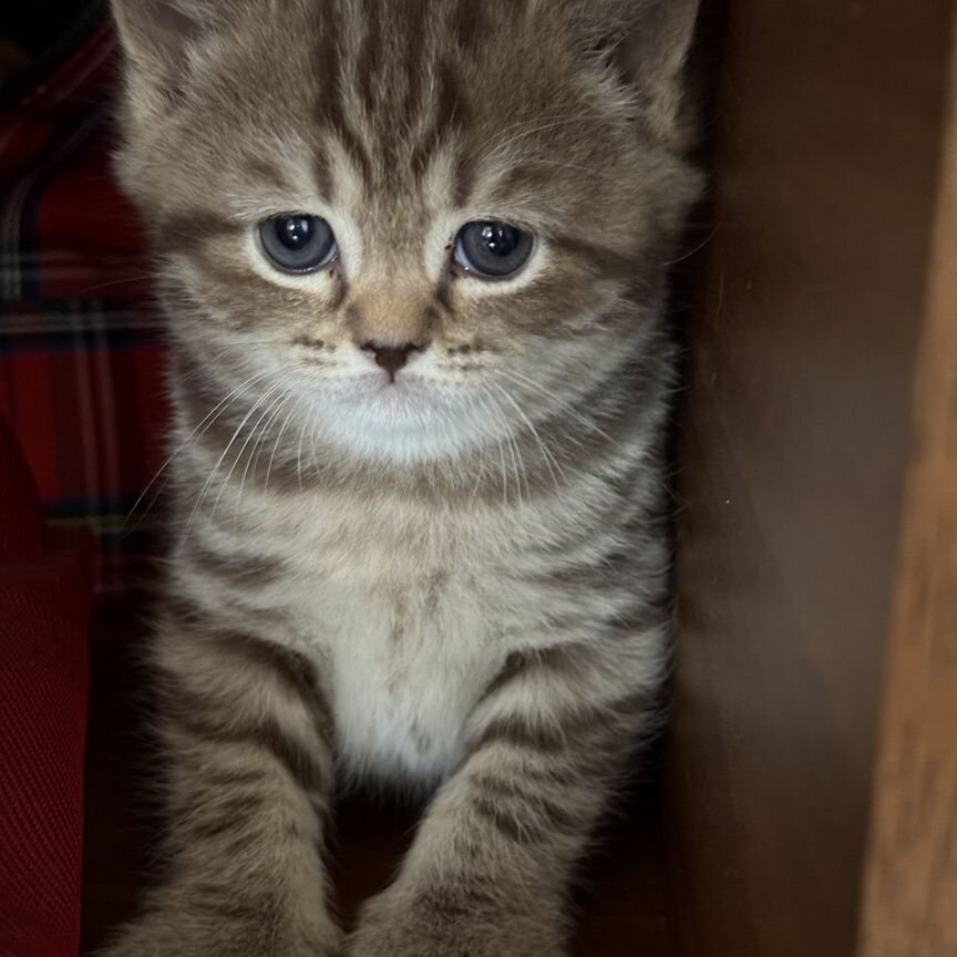 Шотландские