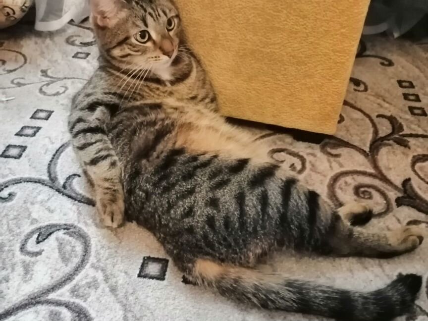 Котик в добрые руки