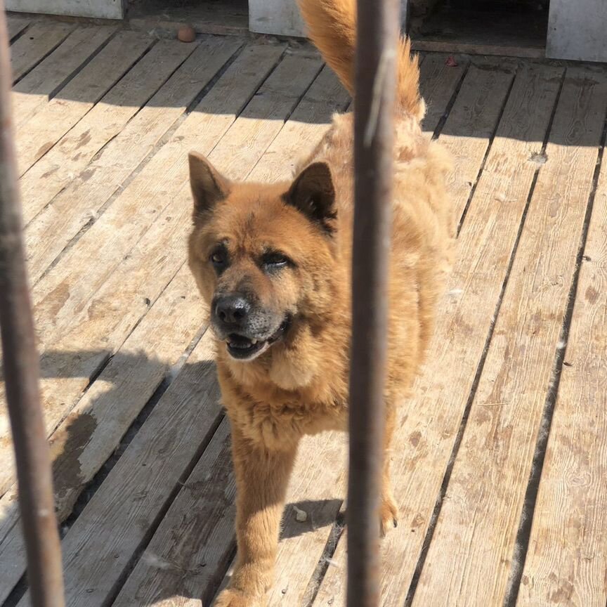 Хозяин отзовись.Я жду тебя