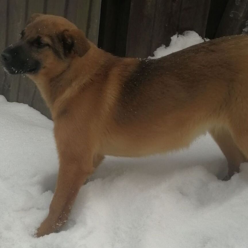 Отдам бесплатно собачку