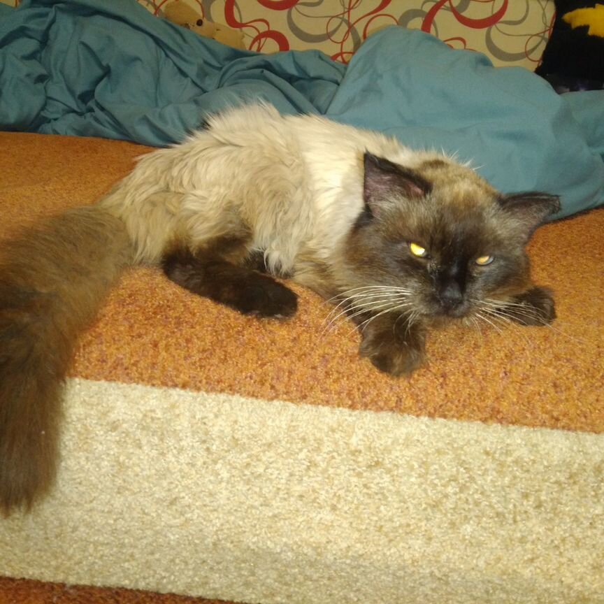 Найден кот или кошка
