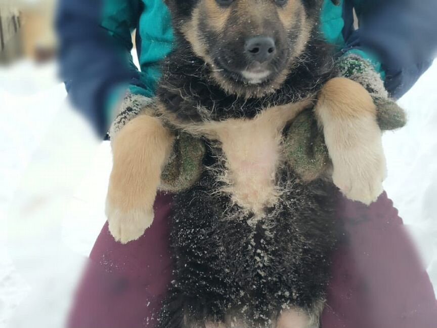 Щенок в добрые руки бесплатно