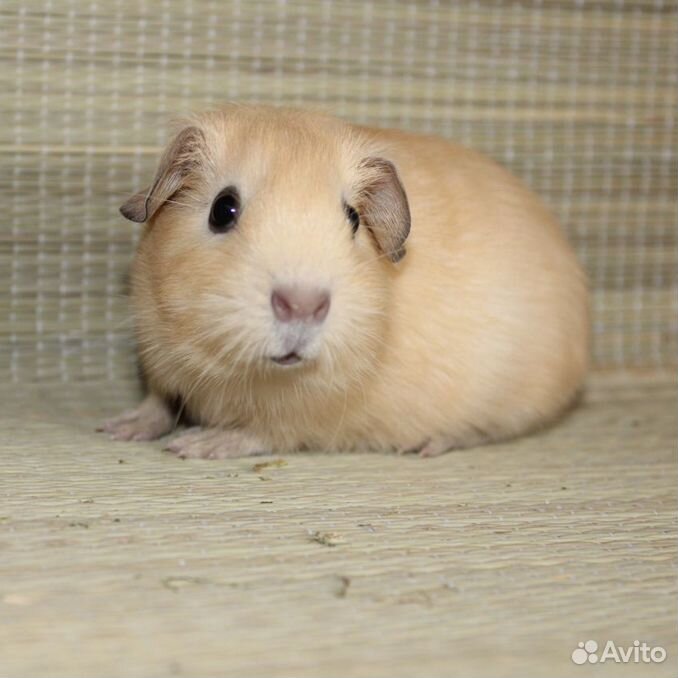 Морские свинки девочки