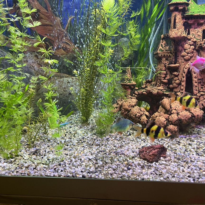 Барбусы 3шт