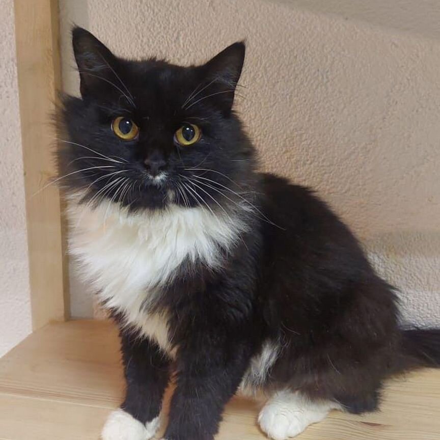 Кошка Луиза 2 года