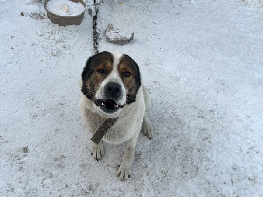 Собаки бесплатно