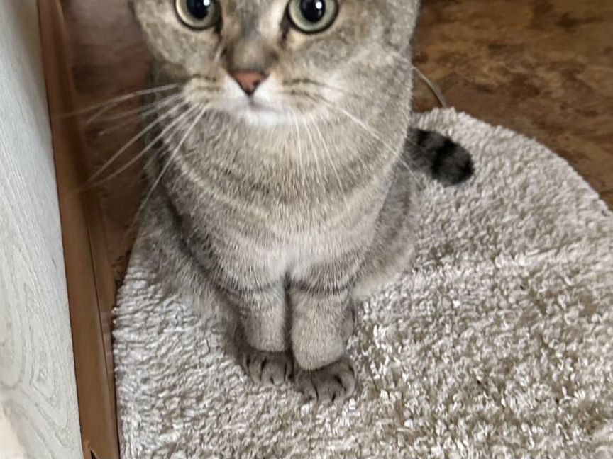 Дарю кота Буся