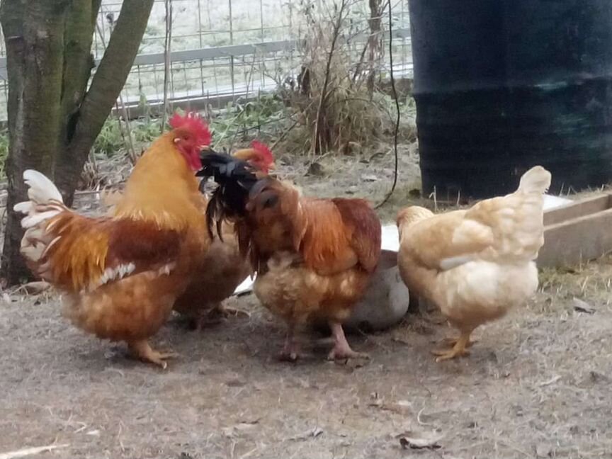 Куры петухи