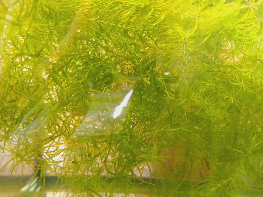 Аквариумные растения (наяс, роголистник)