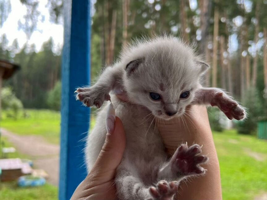 Найдена кошка