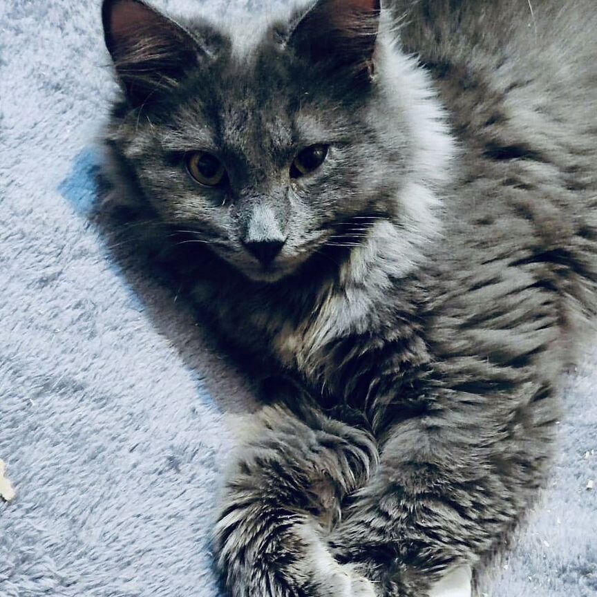 Котик красавец