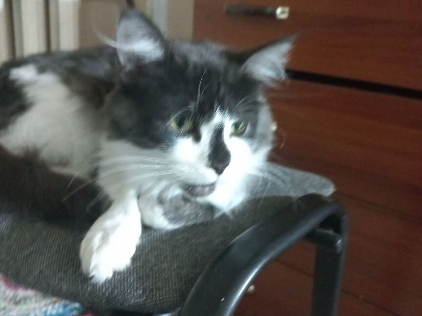 Кошка мейкун с котенком