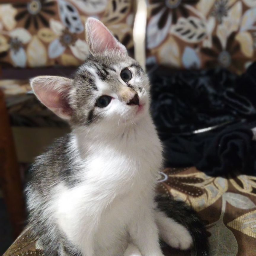 Отдам котика в добрые руки 4 месяца