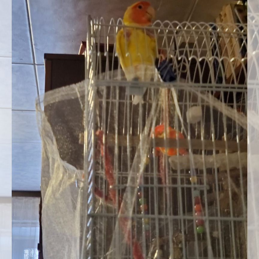 Попугай неразлучник