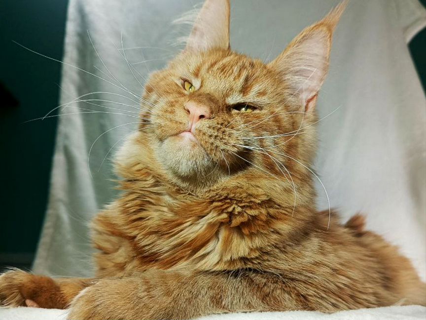 Необыкновенная котенок Мейн кун