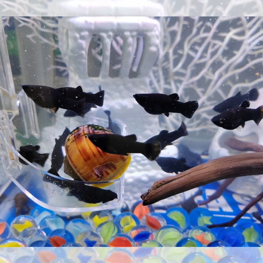 Моллинезия черная