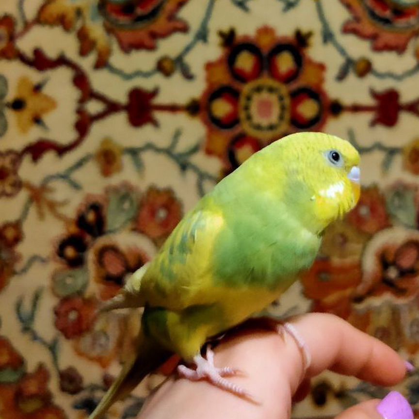 Волнистый попугай с клеткой