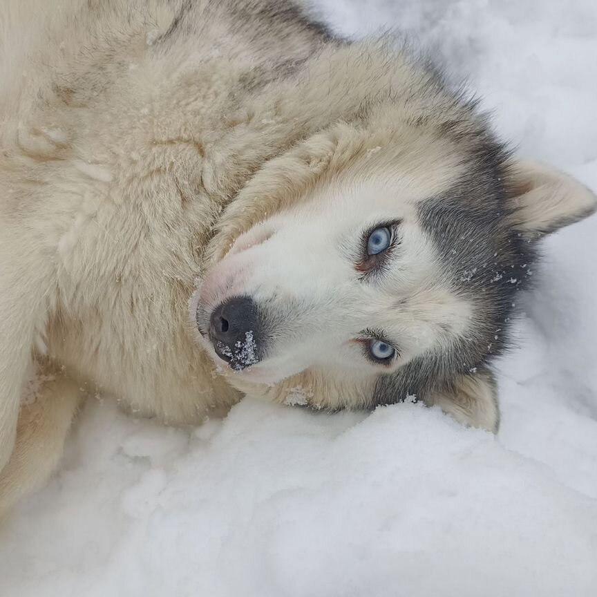 Сибирский хаски потерялась