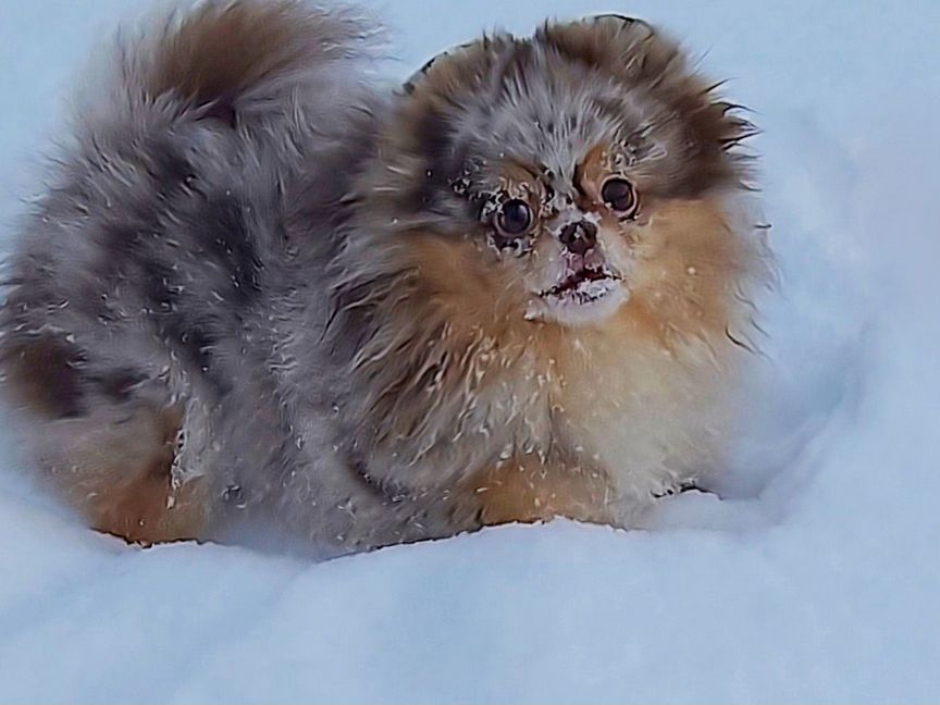 Померанский шпиц мини девочка