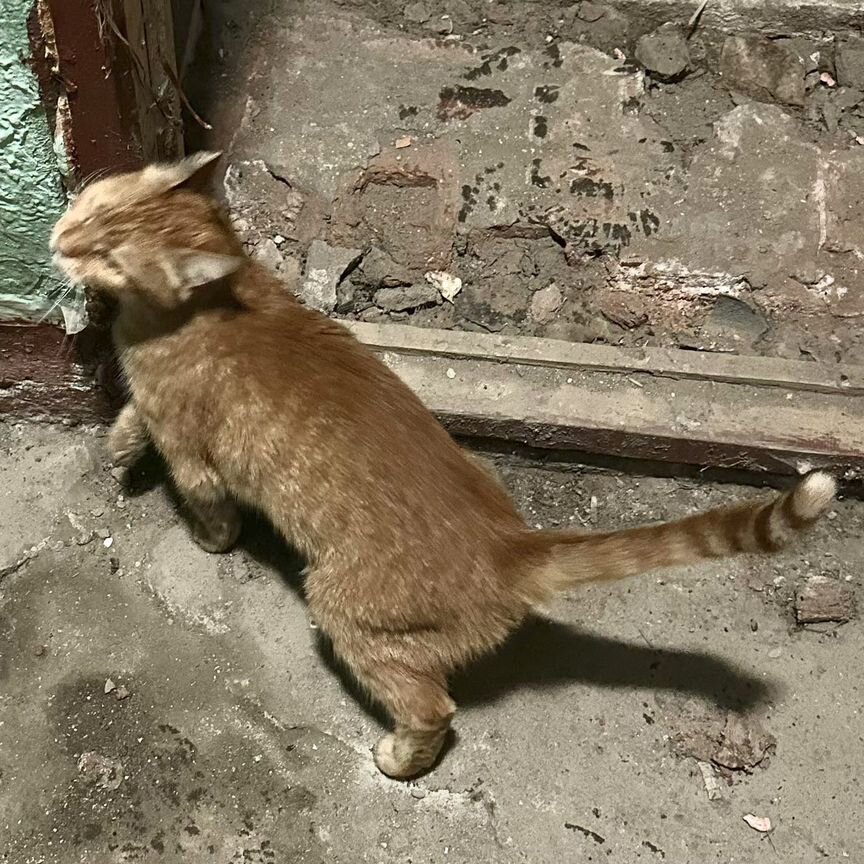 Рыжая кошка (кот)