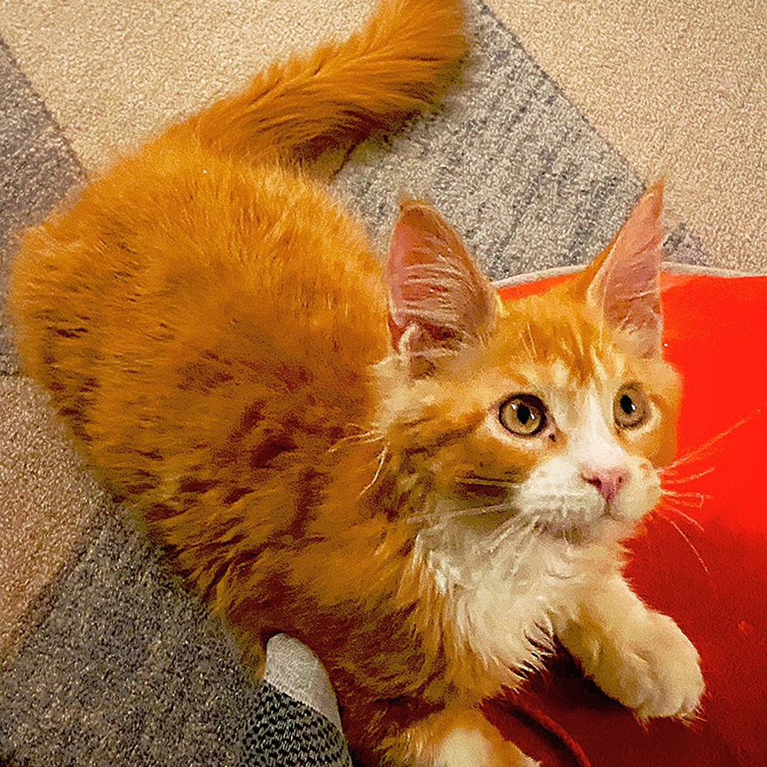 Катенок Мейн куна