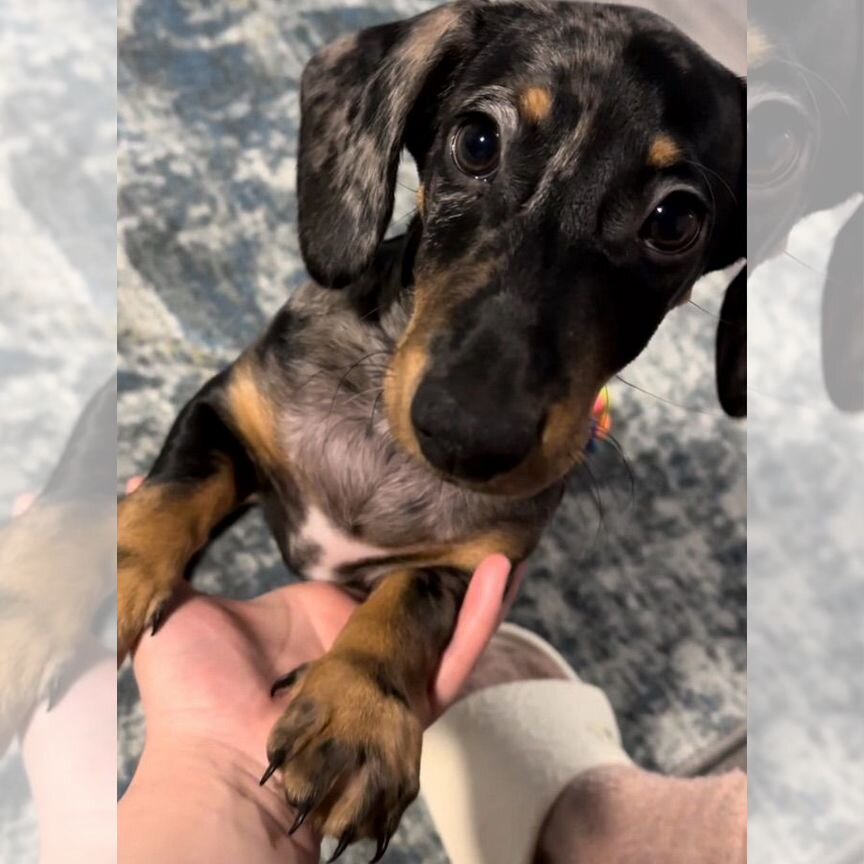 Мраморная миниатюрная такса