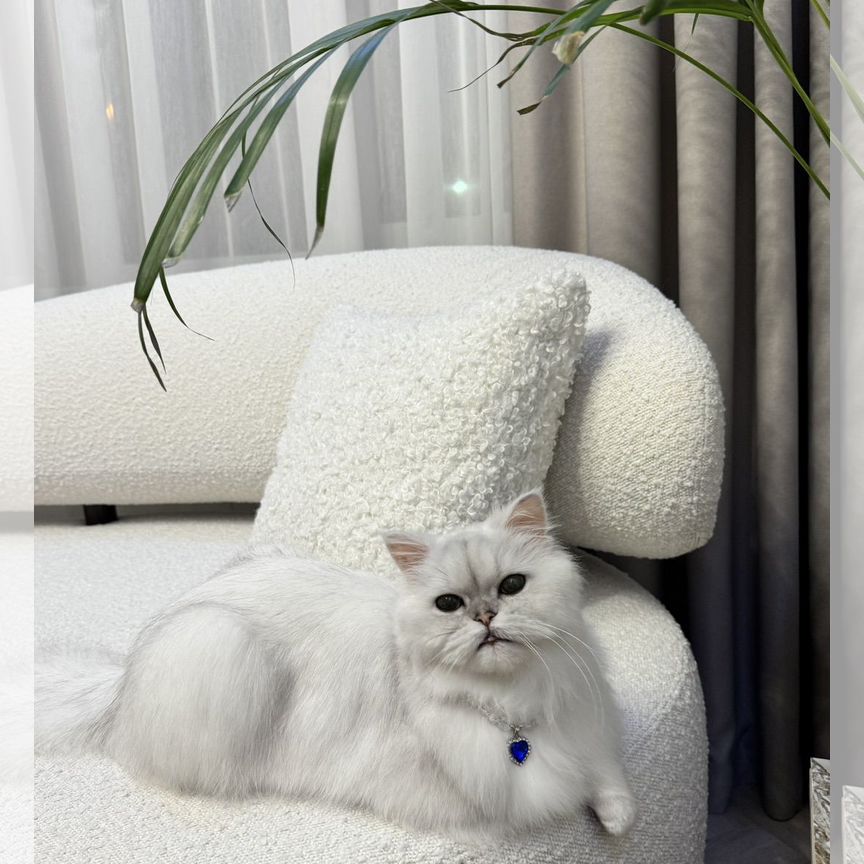 Ошейник для кошек