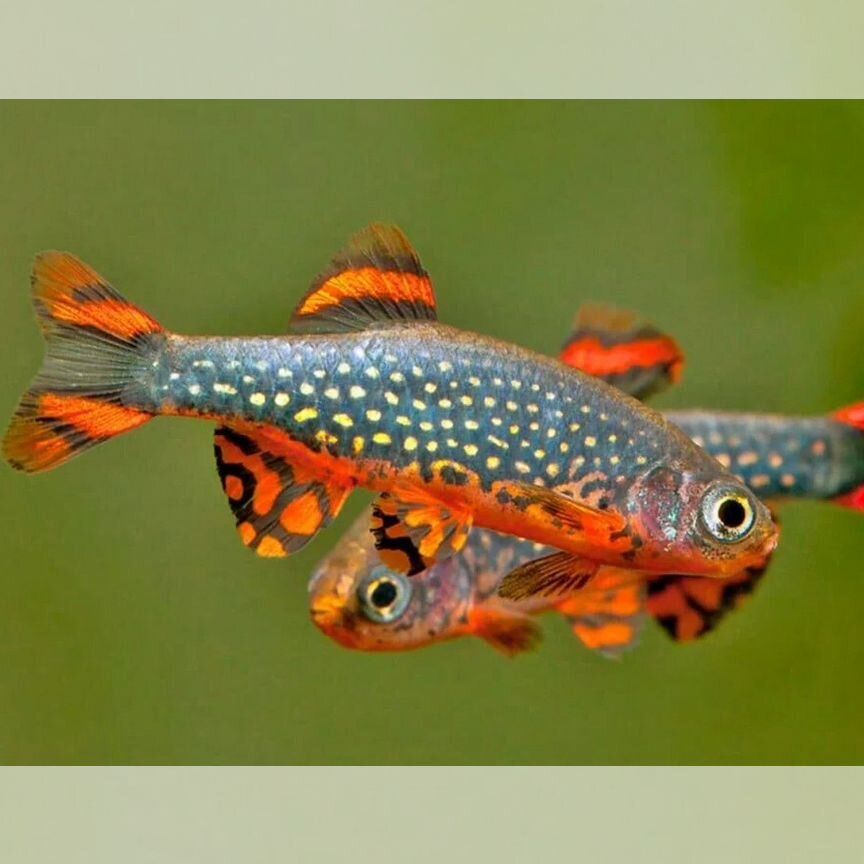 Микрорасбора галактика - Danio margaritatus