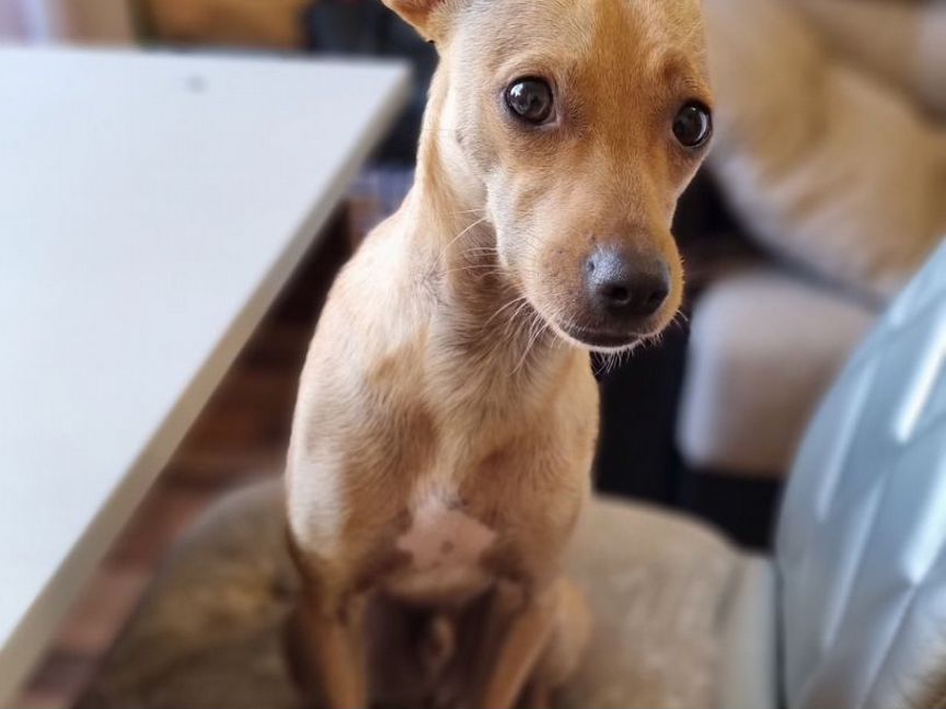 Помесь левретки и той терьера