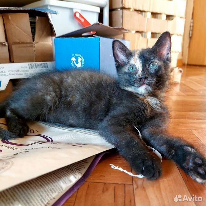 Котёнок, кошка, Черепашка в дар
