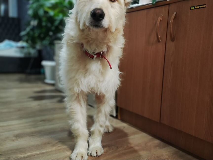 Собака в добрые руки