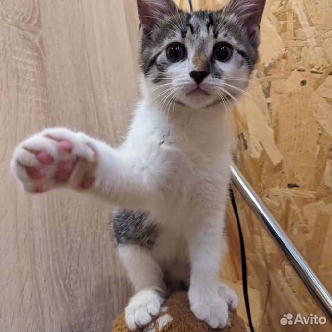 Никому ненужные котята