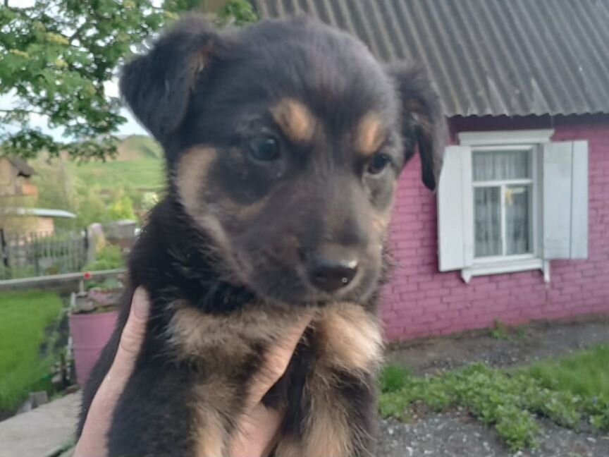 Щенки бесплатно