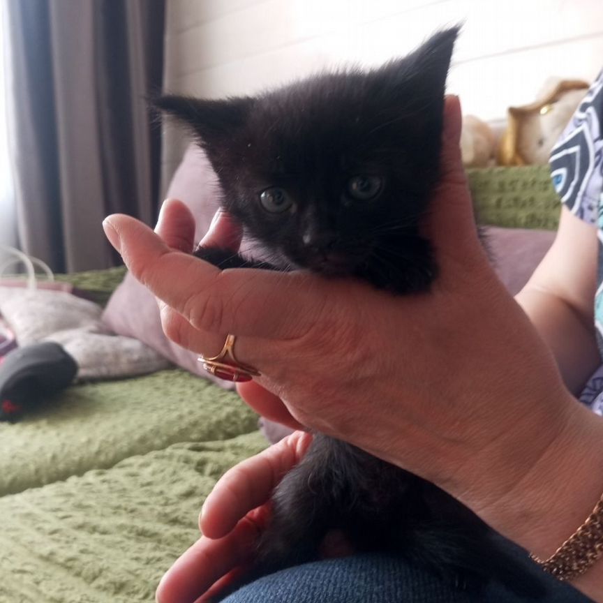 Котёнок в добрые руки