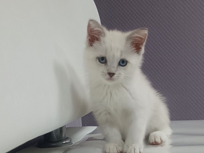 Кошка в заботливые руки