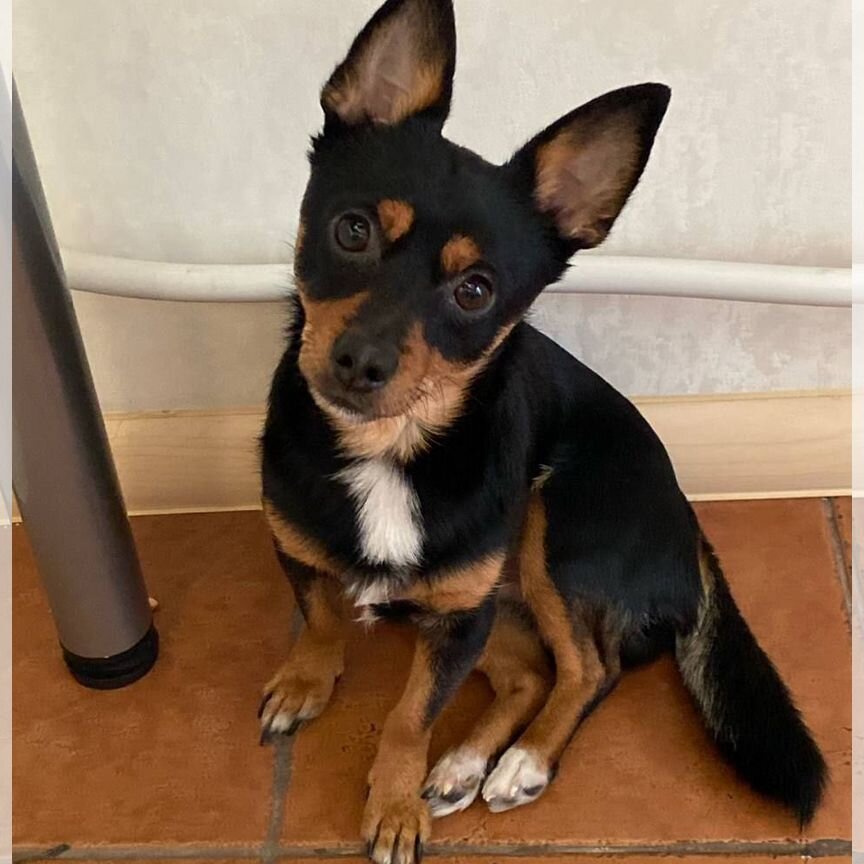 Взрослый пёс, вязка