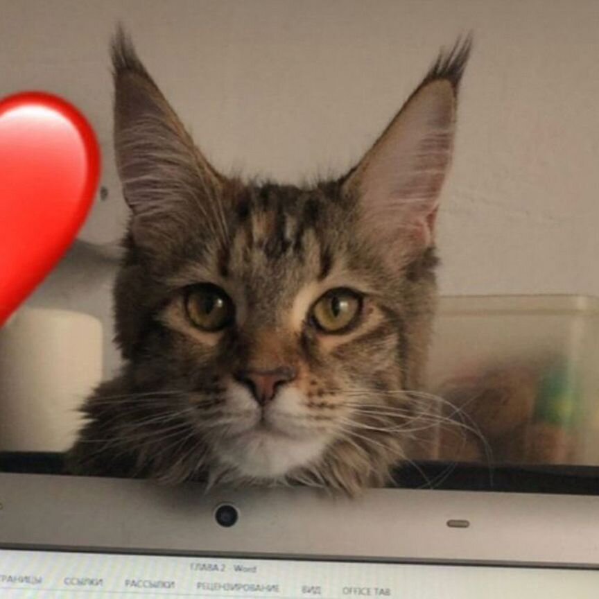 Мейн-кун в добрые руки бесплатно